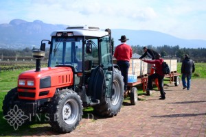 What Makes Avondale A Top Biodynamic Wine Farm